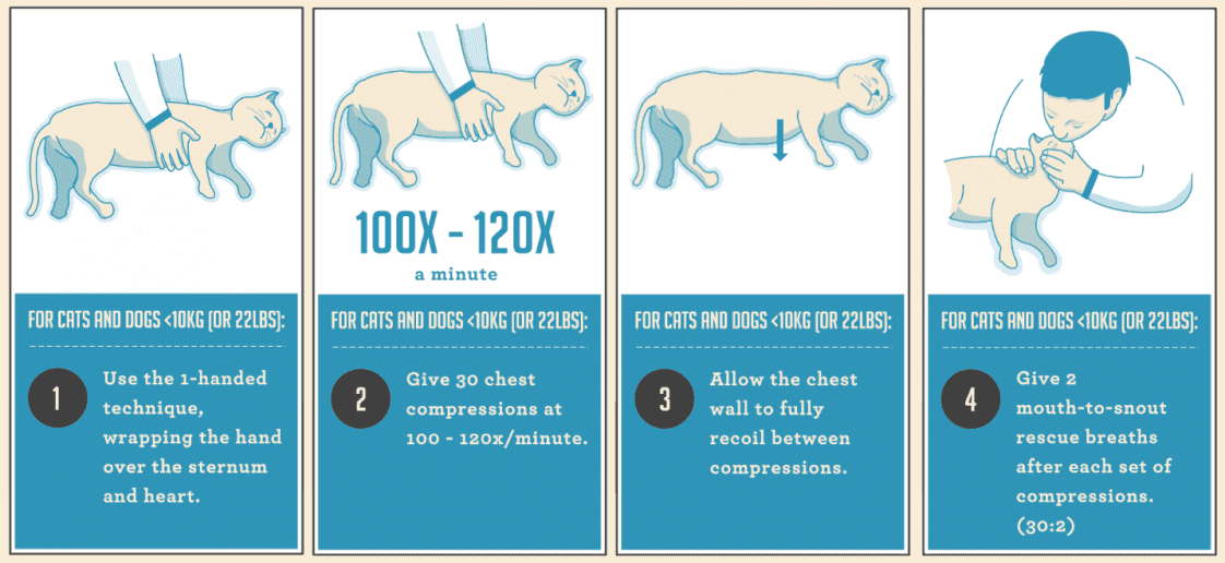 How to perform CPR on your furry best friend : r/coolguides