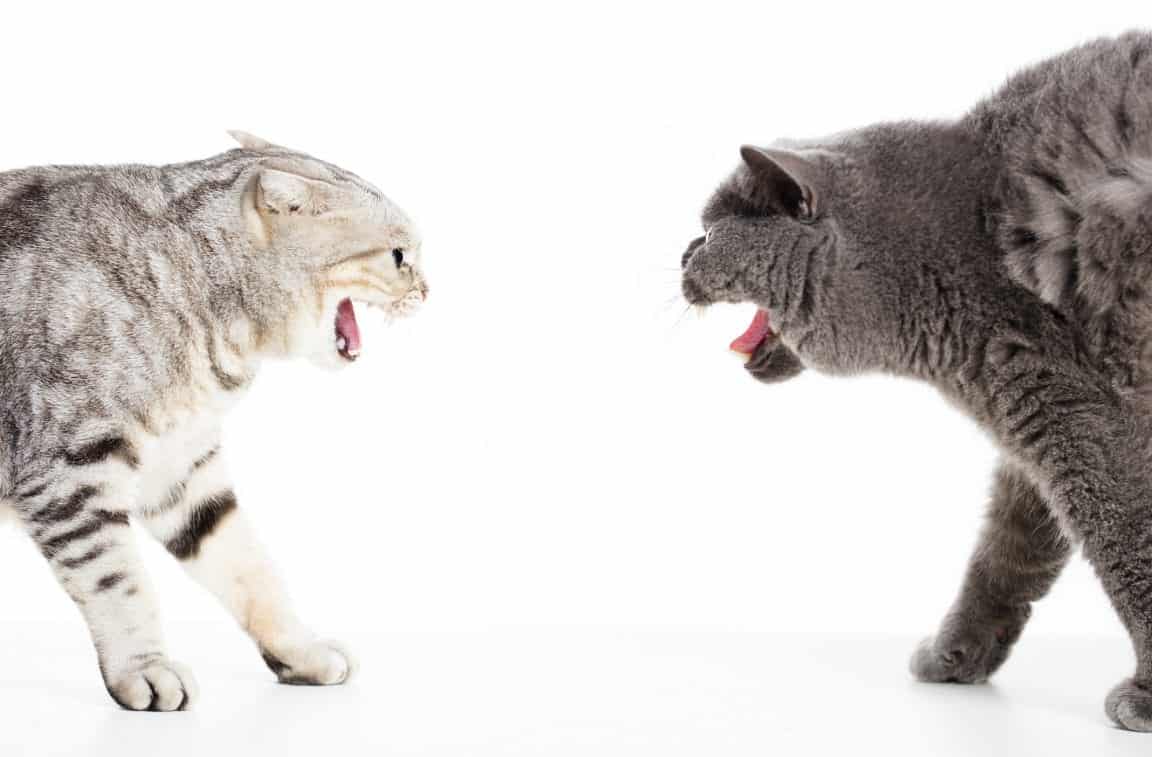 5 Things To Know About Cat Fights - Cole & Marmalade
