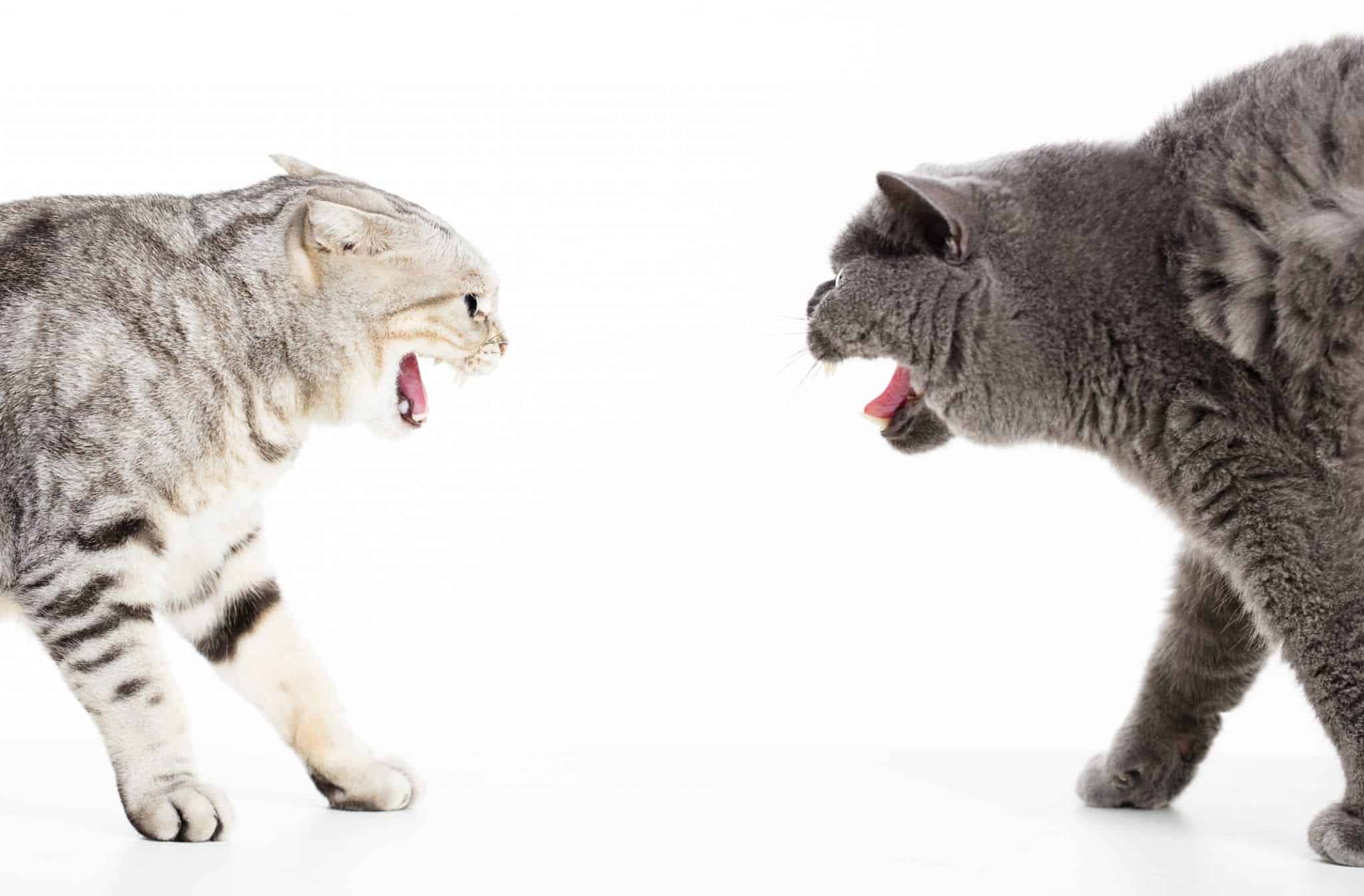 5 Things To Know About Cat Fights Cole Marmalade 5 Things To Know About Cat Fights Cole Marmalade