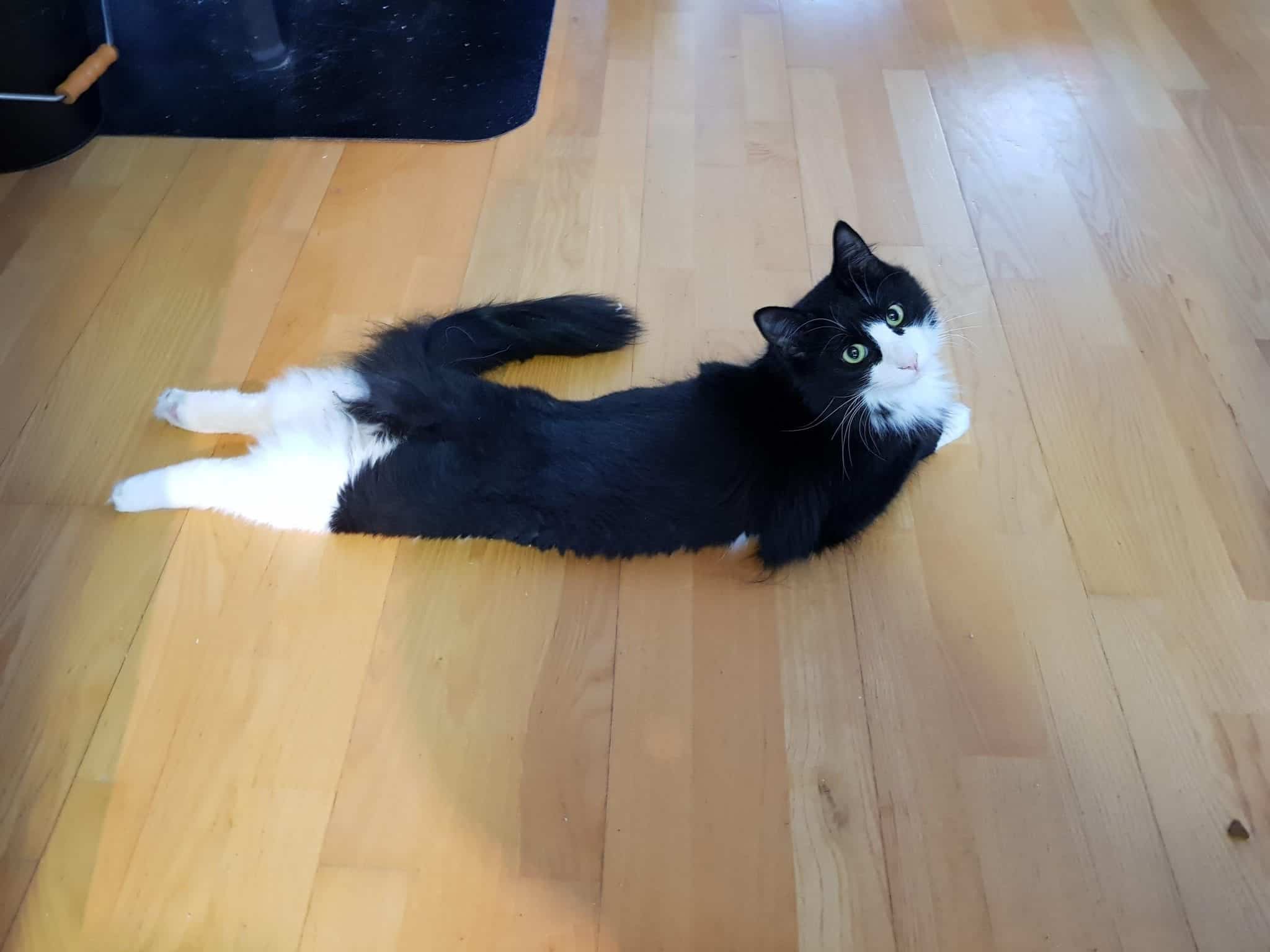 Does Your Cat Sploot? Here's Why Your Feline Likes Sitting Like A Frog ...
