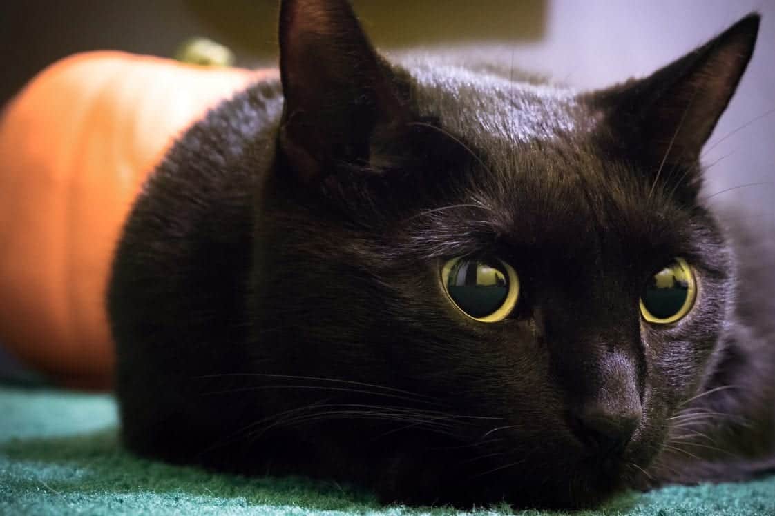CPR For Cats: What Every Cat Owner Should Know - Cole & Marmalade