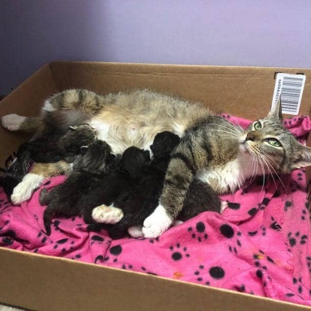 3 Swimmer Syndrome Stray Kittens Find Life-Changing Help From Dedicated ...