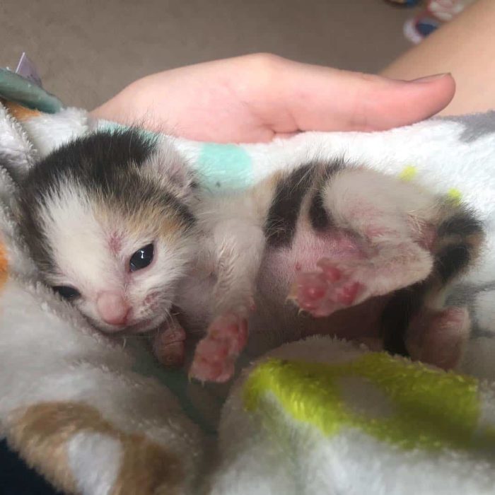 Solo Surviving Neonatal Kitten Rescued At A Day Old; Once Surrounded By ...