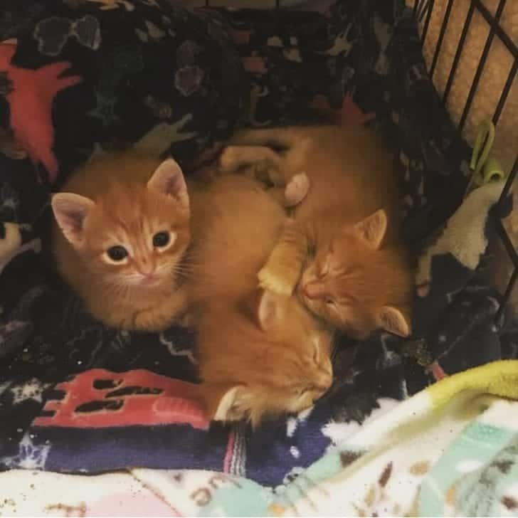 UPDATE On The 3 Ginger Brothers Born Under A Shed; Rescued By The Cole ...