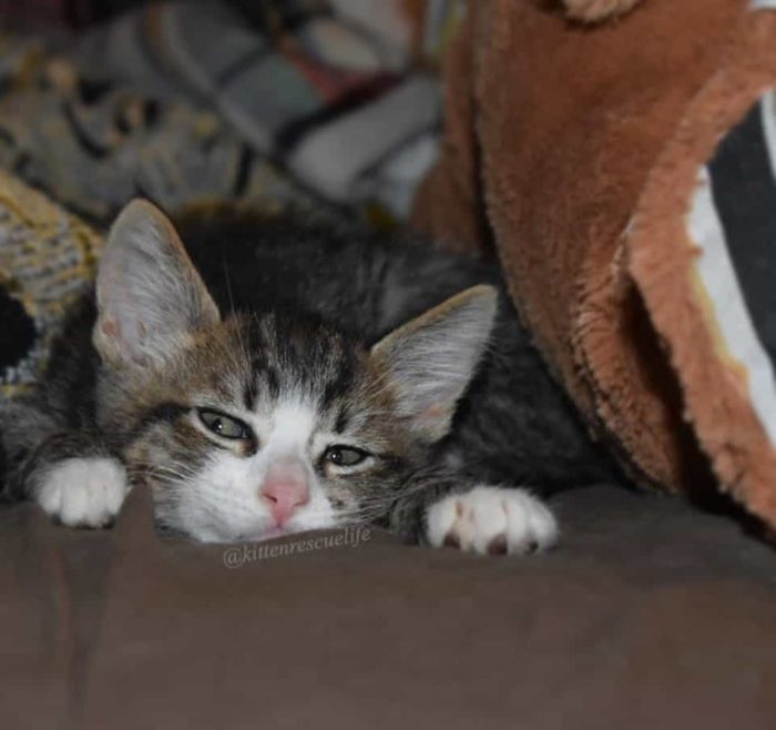 One-Day-Old Box Kittens Barely Survive Their First Days; But Look At ...