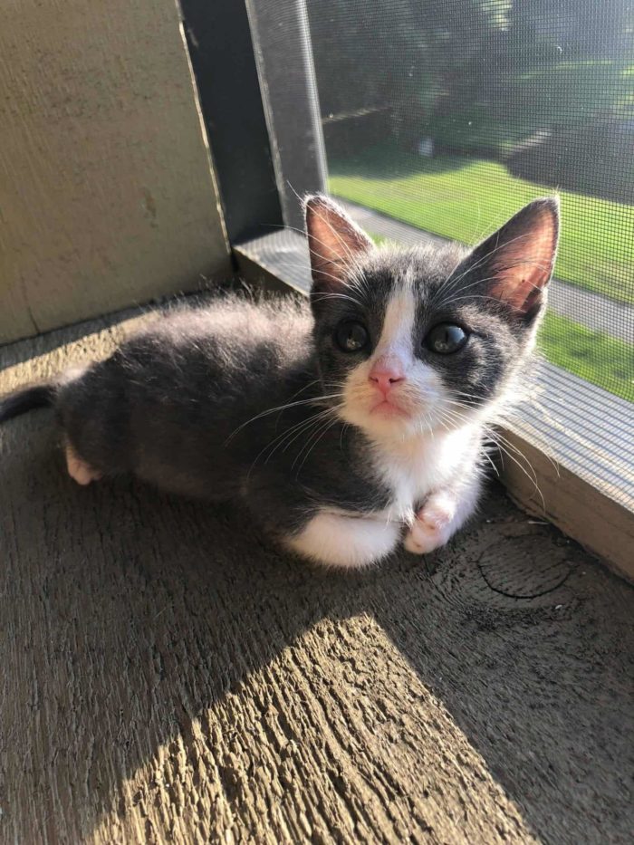 Partially Paralyzed Micro Kitten Shows The World Nothing Will Keep Her ...
