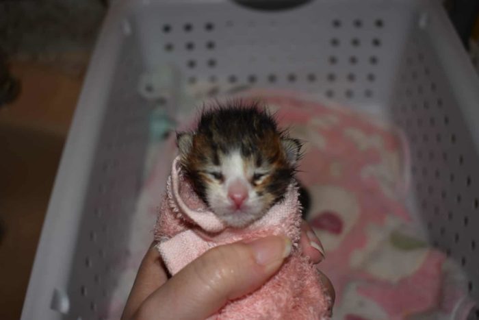 One-Day-Old Box Kittens Barely Survive Their First Days; But Look At ...