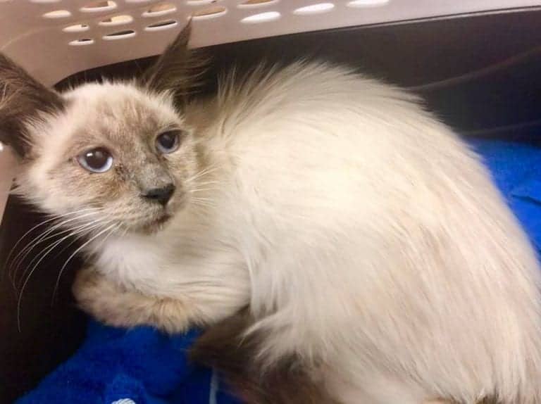 Rescue Logan, Werewolf Cat: Happy To "Paw It Furward" To Needy Foster ...