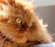 Purrfect Collection Of Facts About Persian Cats - Cole & Marmalade