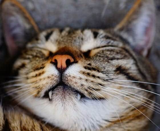 Cat Sleeping Habits And Facts About Our Feline Friends - Cole & Marmalade