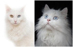 Purrfect Collection Of Facts About Persian Cats - Cole & Marmalade