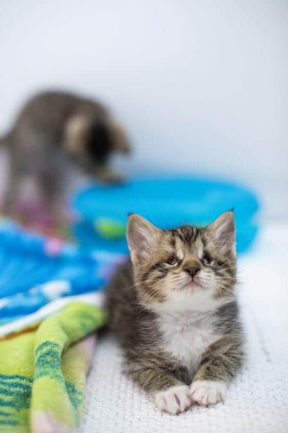 5-Week-Old Kittens Found In Engine; May Not See Well, But Felt The Love ...