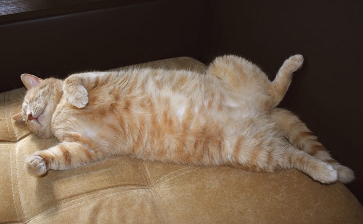 What's Up With My Cat's Saggy Belly? Hint: It's Not What You Think ...