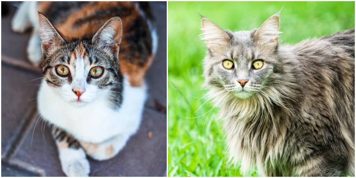Cat Coat Patterns 10 Interesting Facts That You ll Love Cole Marmalade Cat Coat Patterns 10 Interesting Facts That You ll Love Cole Marmalade