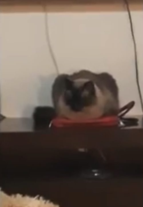 Sneaky Cat Turns Owners Alarm Clock Off Every Morning, Making Her ...