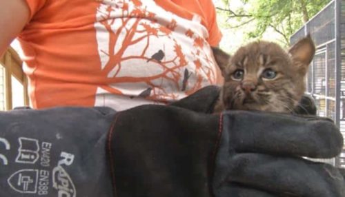 Woman Saves Cat From Streets But Soon Finds Out She's Brought Home A ...