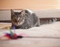 A Stalking Cat Is A Happy Cat—Here's Why - Cole & Marmalade