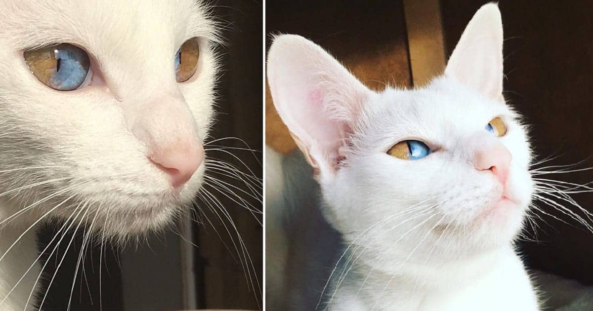 Gorgeous Odd Eyed Olive Is Taking Over Instagram With Her Mesmerizing ...