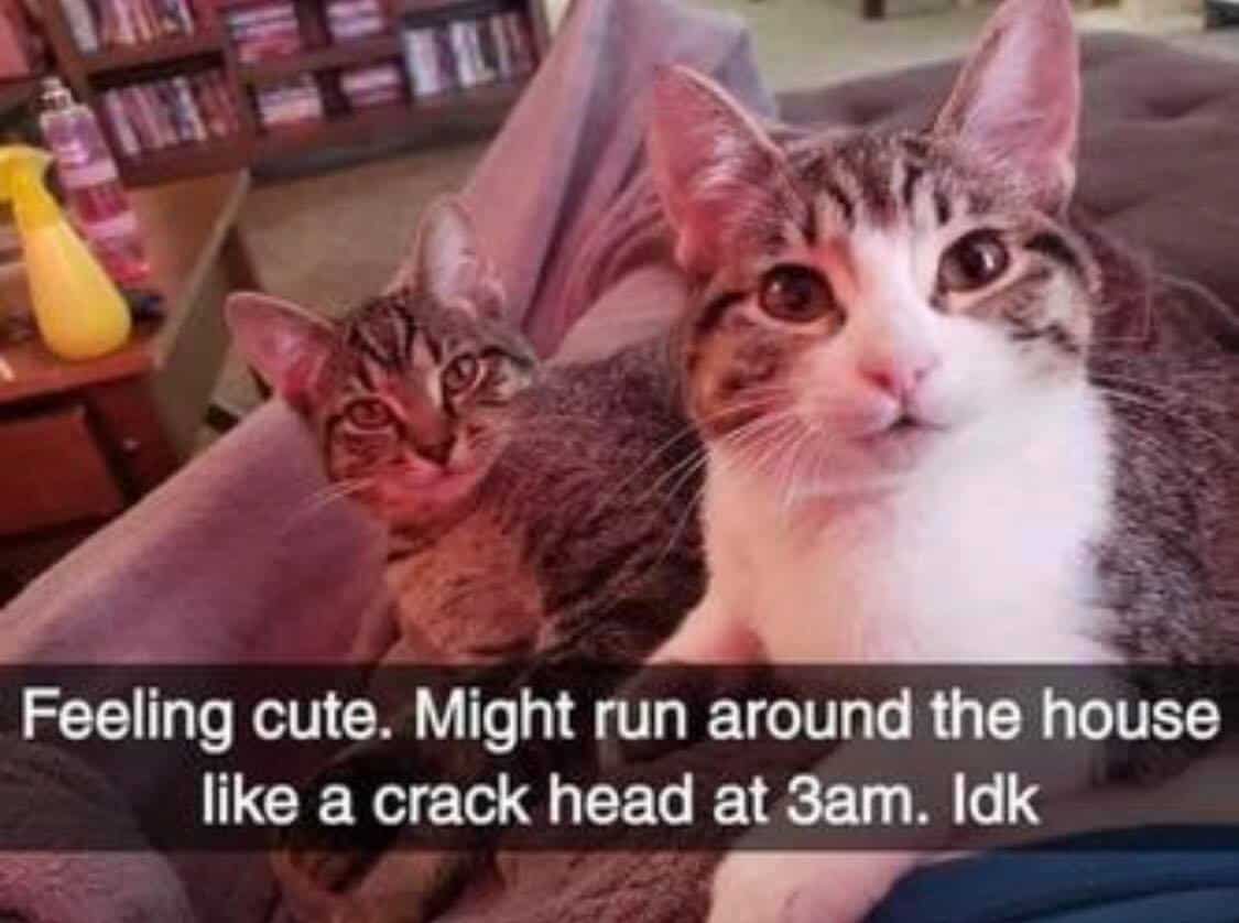 Hilarious Cat Memes To Make You LOL - Cole & Marmalade