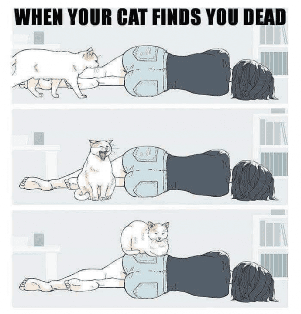 Hilarious Cat Memes To Make You LOL - Cole & Marmalade