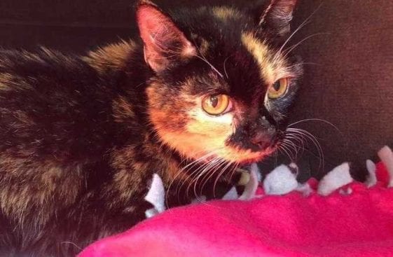 Missing Cat Returns Home After 10 Years Ready To Say Goodbye - Cole ...