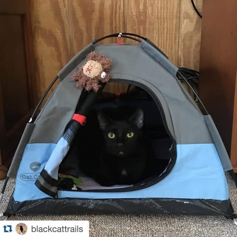 Exactly What You Always Wanted & Never Needed: A Tiny Tent Made Just ...