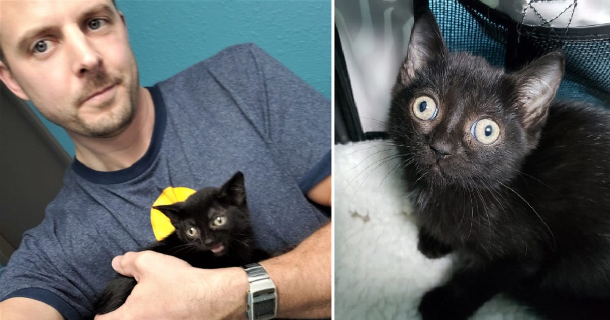 Lucky Black Kitten Crossed Paths With Famous Cat Rescuer; Rare Birth ...