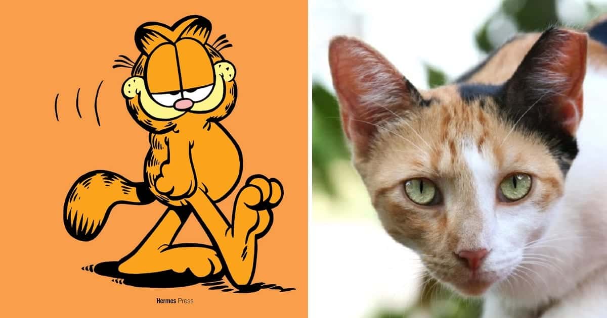 The City Of Garfield Is In The Midst Of A Feral Feline Catastrophe ...