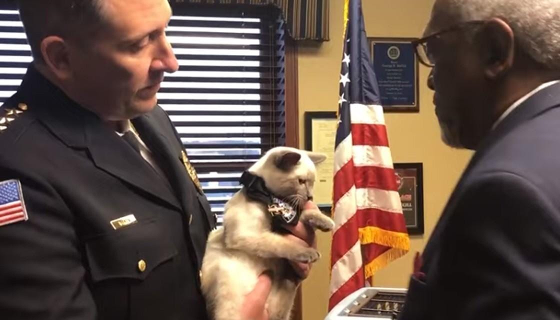 Rescue Kitten Joins The Ranks Of Arkansas Police Department As ...