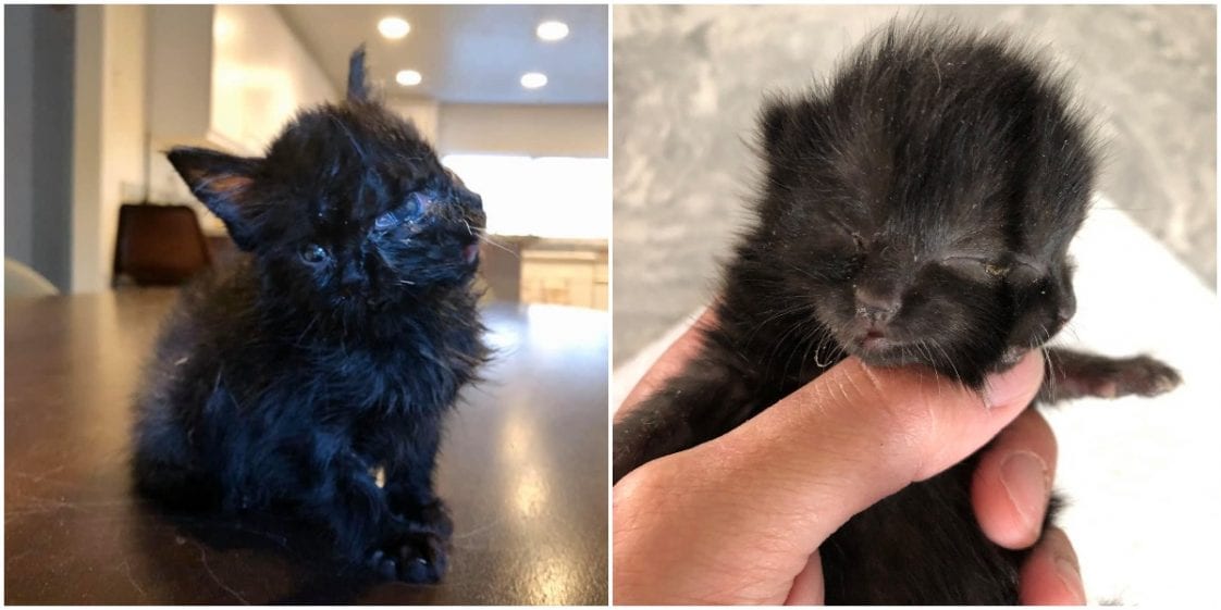 This Cat Named Valkyrie Has The Most Bizarre Human-Like Face - Cole ...