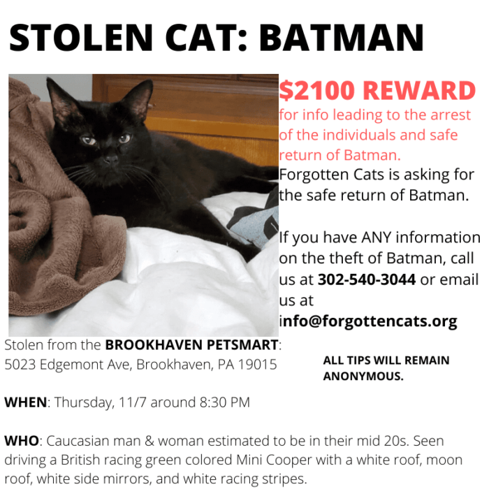 (FOUND SAFE!) Black Cat "Batman" Stolen From PetSmart Adoption Event ...