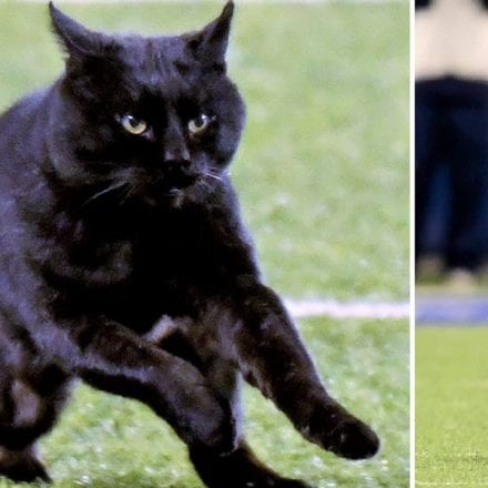 Take A Closer Look At These Cute Cat Pics, They Aren't Exactly What ...