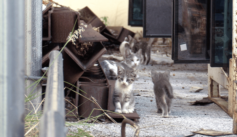 Trio Of Stray Kitten Siblings Finally Saved From Predators By Dedicated ...