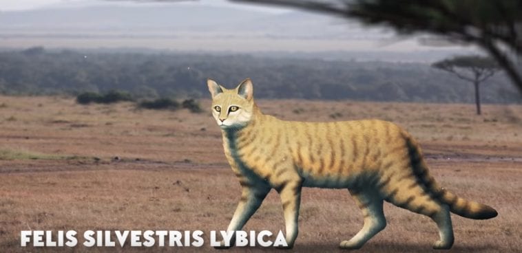 Ever Wondered How We Domesticated Cats? It May Have Started THOUSANDS ...