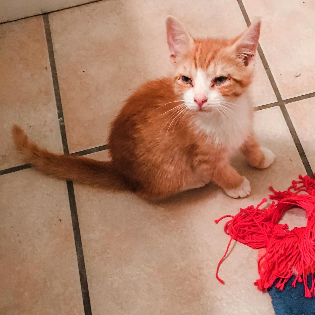 Meet Pip The Beach Cat: An Adventure Cat With A Knack For Community ...