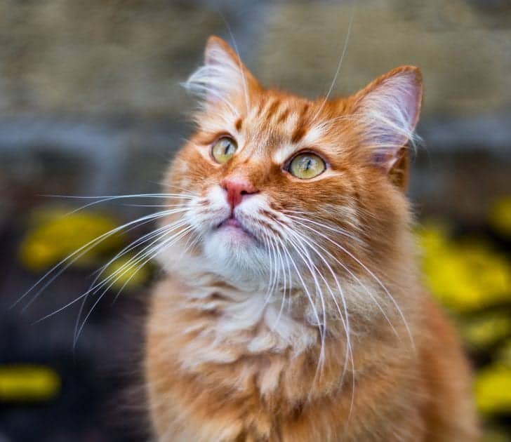 The Most Popular Cat Names Of 2019 Released - Cole & Marmalade