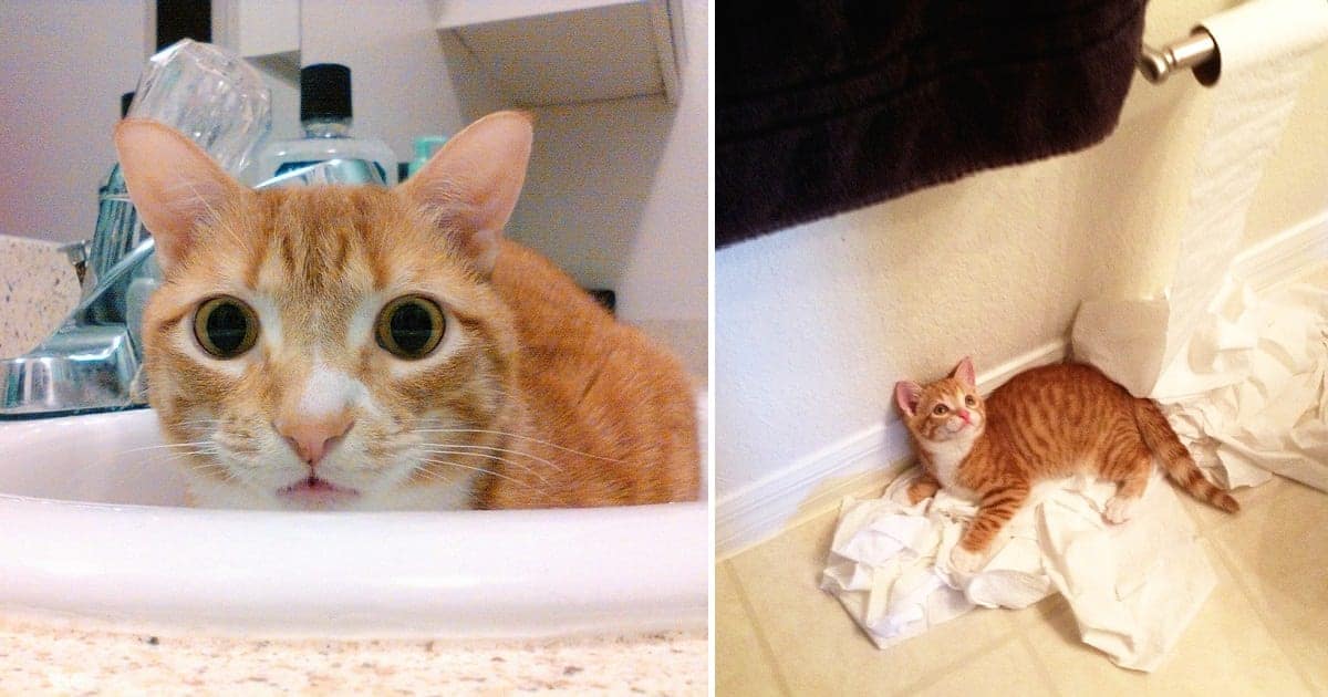 A Cat's Guide to Bathrooms - Cole & Marmalade
