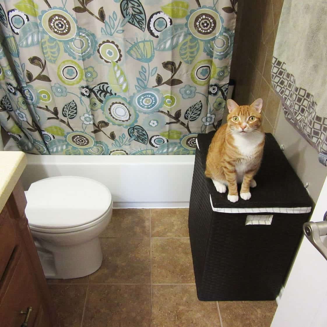 A Cat's Guide to Bathrooms - Cole & Marmalade