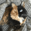 Meet Quimera: The Gorgeously Fluffy Chimera Cat - Cole & Marmalade