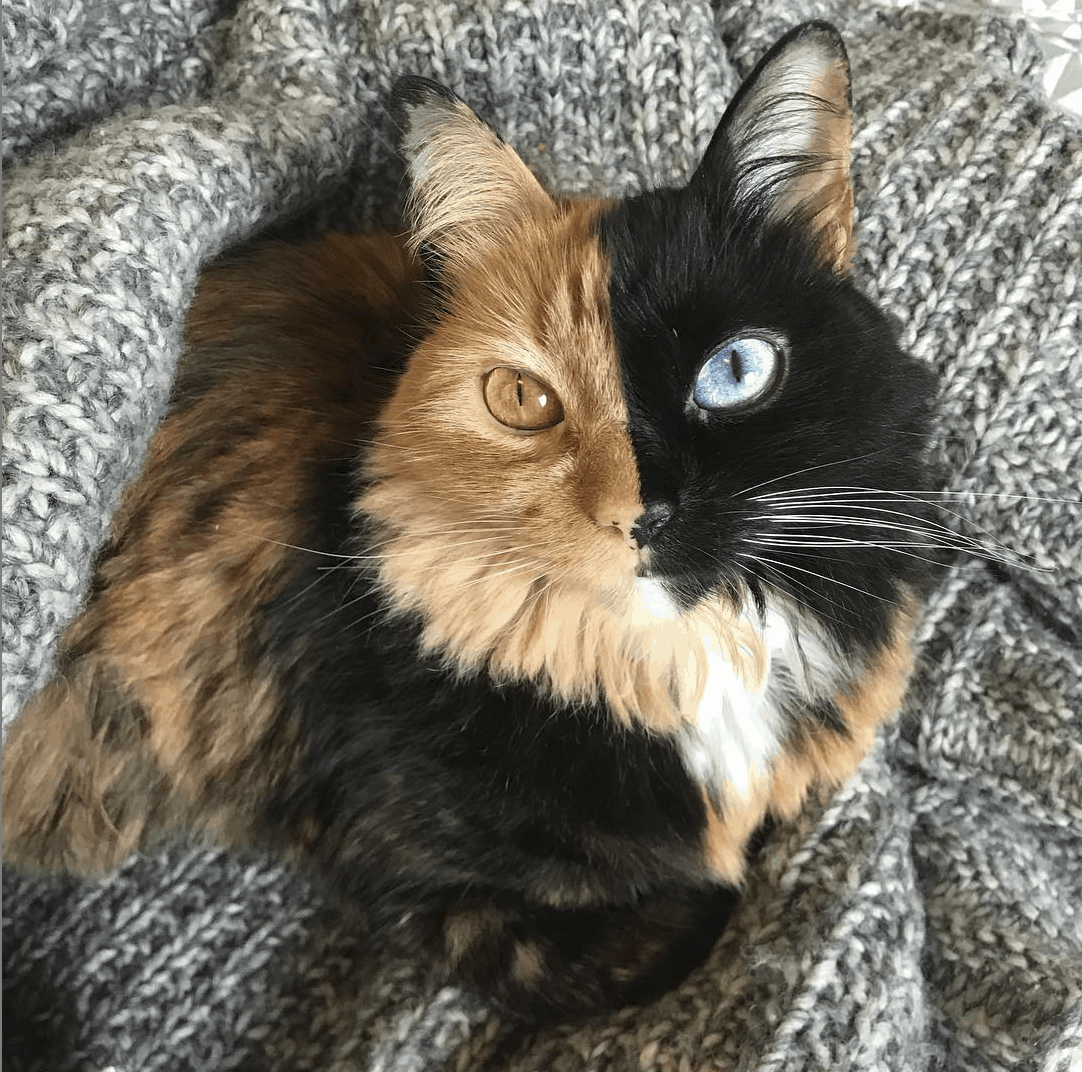 Meet Quimera: The Gorgeously Fluffy Chimera Cat - Cole & Marmalade