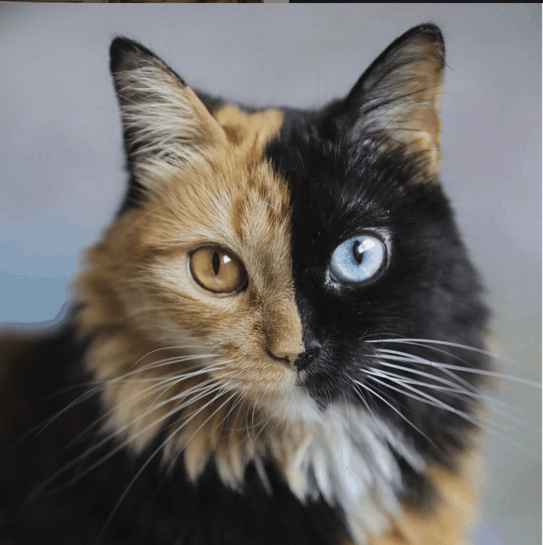 Meet Quimera: The Gorgeously Fluffy Chimera Cat - Cole & Marmalade