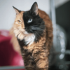 Meet Quimera: The Gorgeously Fluffy Chimera Cat - Cole & Marmalade