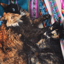 Meet Quimera: The Gorgeously Fluffy Chimera Cat - Cole & Marmalade