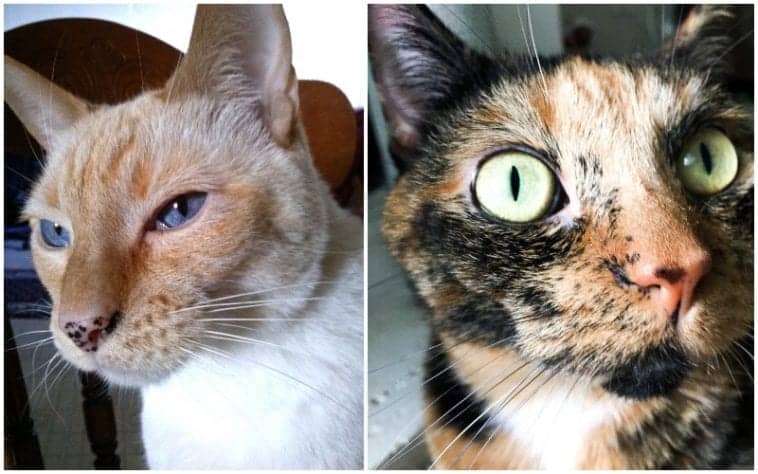 Cat Freckles: Why Kitties Get Them And What It Means - Cole & Marmalade