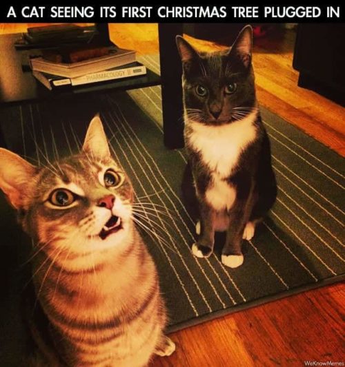 These Holiday Cat Memes Will Get You In The Christmas Spirit - Cole ...