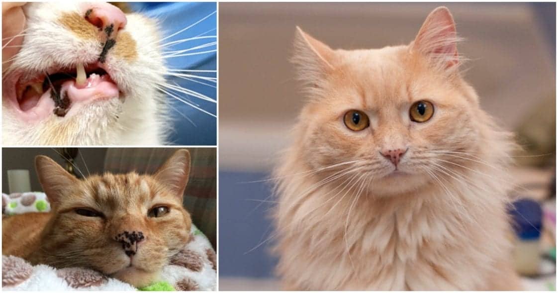 Cat Freckles: Why Kitties Get Them And What It Means - Cole & Marmalade
