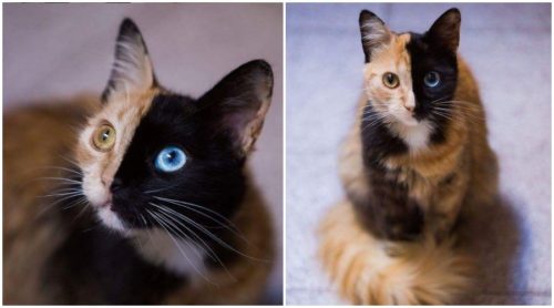 Meet Quimera: The Gorgeously Fluffy Chimera Cat - Cole & Marmalade