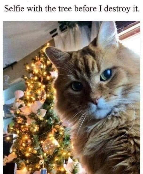 These Holiday Cat Memes Will Get You In The Christmas Spirit - Cole ...