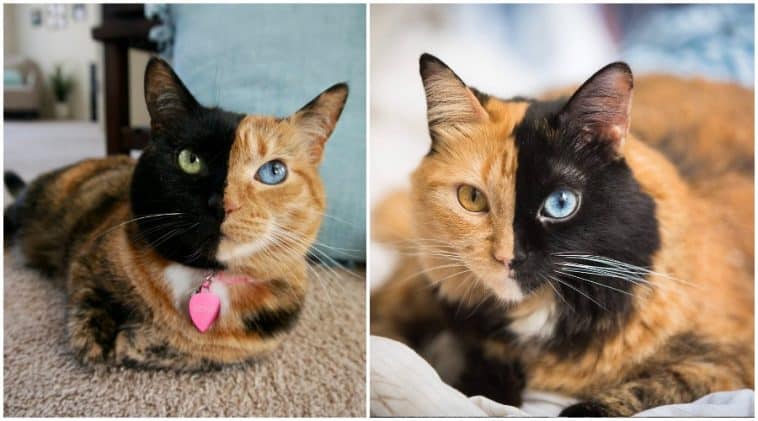 Meet Quimera: The Gorgeously Fluffy Chimera Cat - Cole & Marmalade