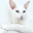 Rescue Kitty Named Crazy Eyes Olive Is Too Cute For Words - Cole ...